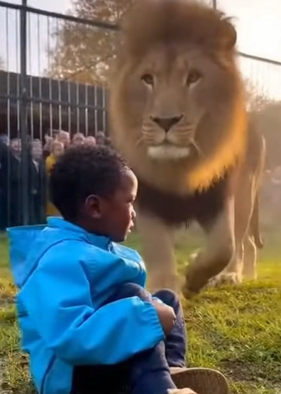 A small boy slipped into the lion’s cage by accident, and what the lion ...